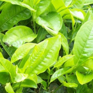 Mengenal 36 manfaat daun teh hijau yang baik untuk kesehatan – Fumy ...